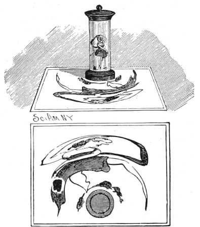 PHOTO-ANAMORPHOSIS. - Extreame-Vission